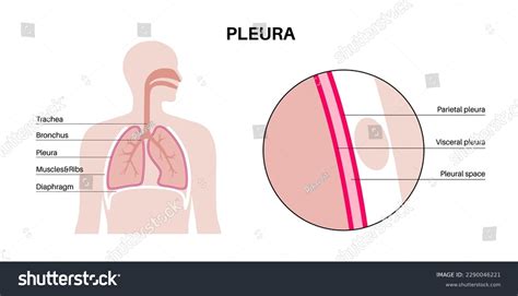 Parietal Pleura Diagram