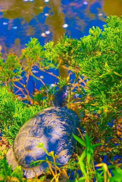 Premium Photo Image Of Light Turtle