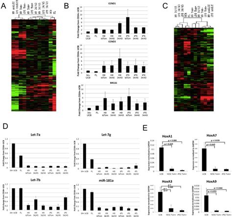 The RUNX1 24 Enhancer And P1 Promoter Identify A Unique Subpopulation Of Hematopoietic
