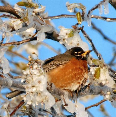 March Contest Winner Fine Gardening