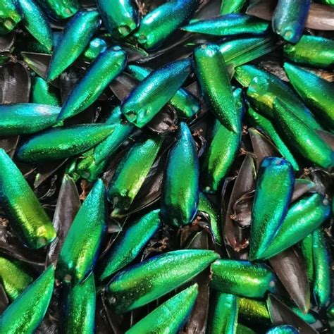 Elytra Beetle Wings Etsy Canada