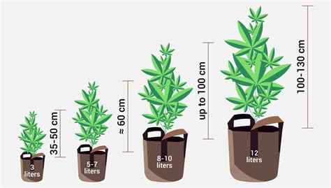Guide To Choosing A Pot Size Nuka Seeds Bank