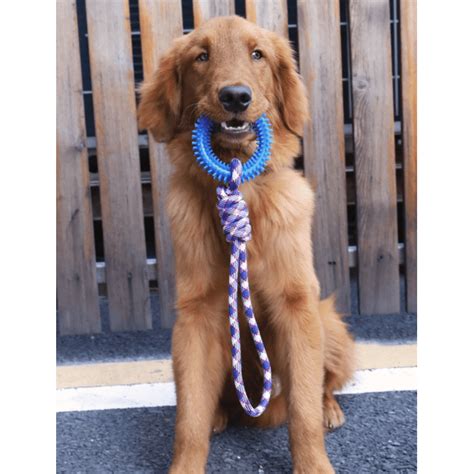 Guminis šuns žaislas Hot Blueliushop Lt