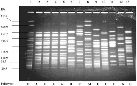 Pfge Banding Patterns Of Xbai Digested Chromosomal Dna Of Download Scientific Diagram