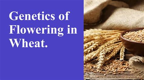 Genetics Of Flowering In Wheatpptx