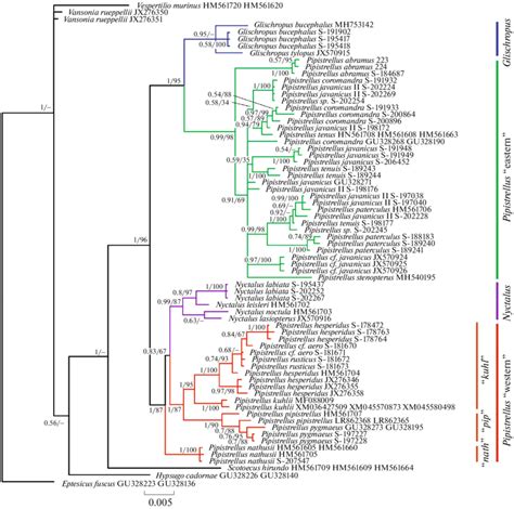Dendrogram Showing Phylogenetic Relationships Within The Subtribe Based Download Scientific
