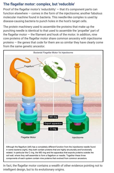 The Flagellar Motor Complex But Reducible Proof Of The Flagellar