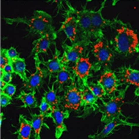 Defying Expectation Cellular Uptake Of Nanoparticles Advanced Science News