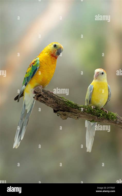 Red Rumped Parrot Male In Opaline Mutation Female In Opalineccinnamon