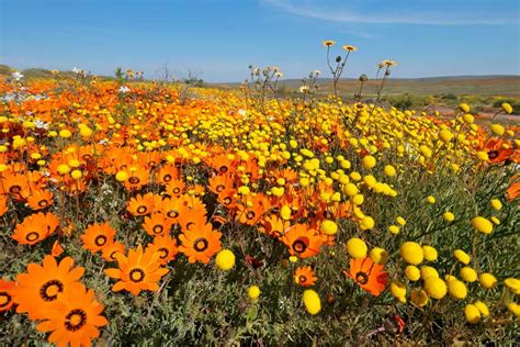 Namaqua National Park Flower Season Your Complete Guide 2025
