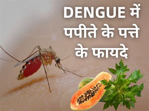 Papaya Leaf Benefits In Dengue Fever Know How To Use Papaya Leaves To