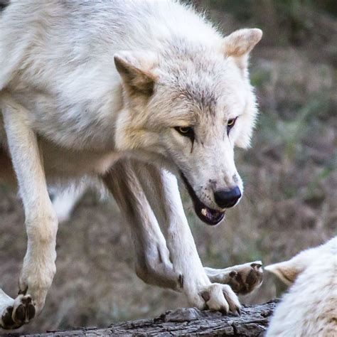 Wolf Attack