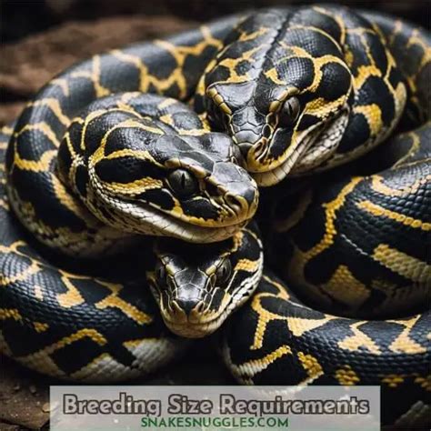 How To Breed Ball Pythons A Step By Step Guide