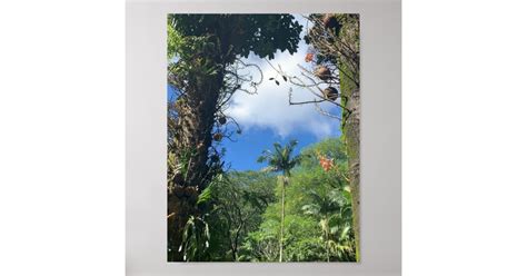 Coconut Tree Poster Zazzle