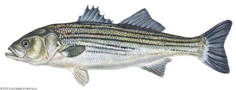 White Bass Fish