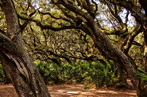 The Trees Of Cumberland Island Cocoa Smiles