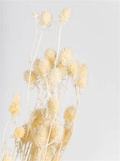 Ерінгіум стабілізований білий купити в Україні за низькою ціною • Dfb Elements