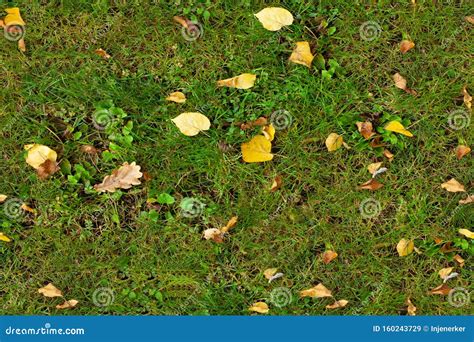 Seamless Autumn Grass Texture With Foliage Stock Image Image Of