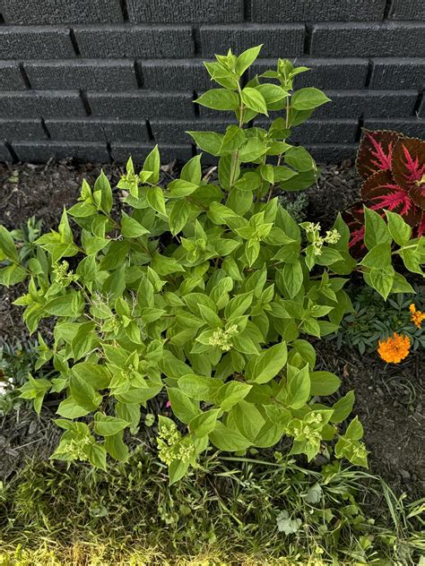 Is This A Hydrangea Rplantidentification