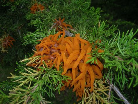 Cedar Apple Rust — In Defense Of Plants