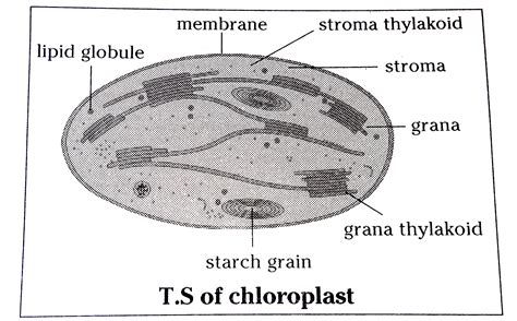 40 Labelled Chloroplast