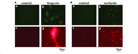 Effect Of Purified Antimicrobial Agents On ROS Levels And Cell Download Scientific Diagram
