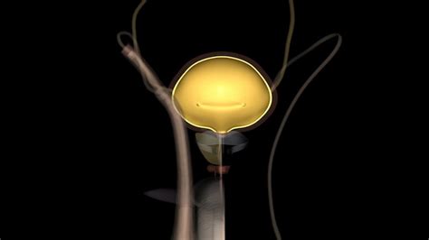 Premium Photo The Inner Lining Of The Urinary Bladder Is A Mucous