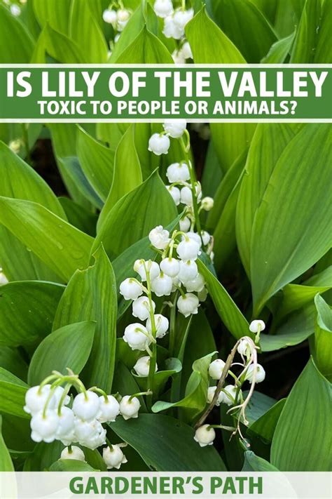 Are Lily Leaves Poisonous