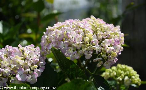 The Best Hydrangea Nz Mitre 10 Free Shipping Over 150