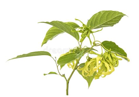 Ylang Ylang Plant Isolated On A White Background Stock Image Image Of