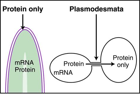 Plasmodesmata For Protein Transfer And Signaling In Plants In Plants Download Scientific