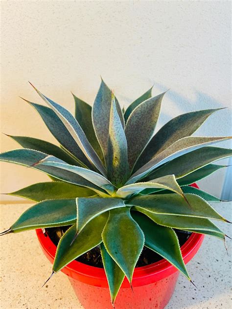 Buy Mangave Lavender Lady Indoor And Outdoor Plant Succulents Online