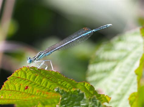 Dragonfly Insect Close Up View Free Image Download