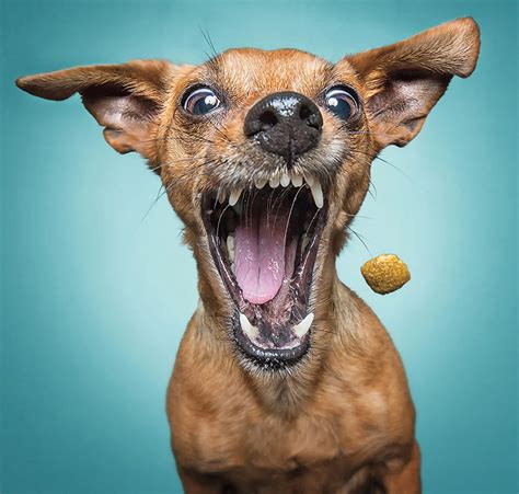 Cara De Perro Divertida Frases De Perros ¡más De 130 Ideas Para