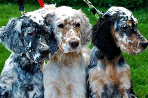 Puppies English Setter Association