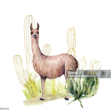 선인장과 라마 수채화 카드입니다 손으로 그린 사막 선인장 라마 Agava와 잔디 흰색 배경에 고립 된 꽃 그림 디자인 인쇄 직물 또는 배경 라마에 대한 스톡 벡터 아트 및