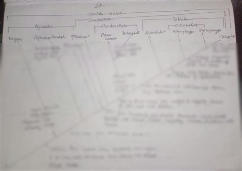 Solution Phylogenetic Tree Of Fish Studypool