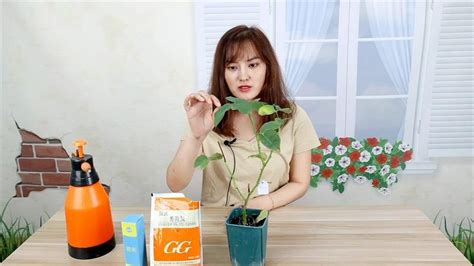 月季黑斑病怎么治，用什么药好 花花聊花