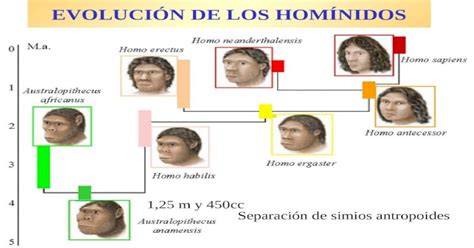 EvoluciÓn De Los HomÍnidos Separación De Simios Antropoides 1 25 M Y