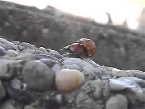 Ladybug Sex YouTube