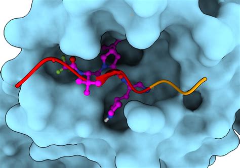 Chimerax Structure Visualization