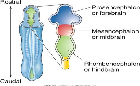 Brain And Behaviour Lecture 7 Brain Development Flashcards Quizlet