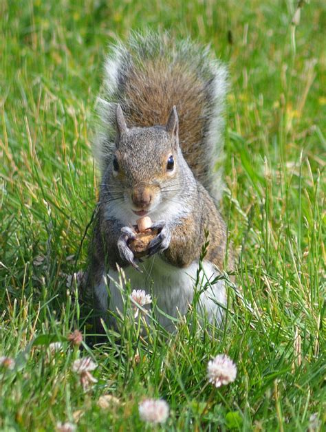 Peanuts By Pennyspeanutgallery On Deviantart