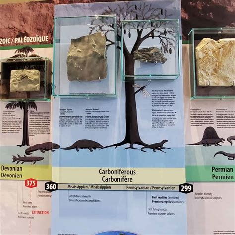 Joggins Fossil Cliffs In Nova Scotia Canada Member Stories