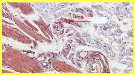 Histology Block 2 Flashcards Quizlet