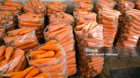 판매를 위해 준비 젊은 신선한 당근 가방 갓 수확했습니다 유기농 채소 재배 농업과 농업 우크라이나 케르손 지역 당근 수확 선택적 초점 가방에 대한 스톡 사진 및 기타 이미지