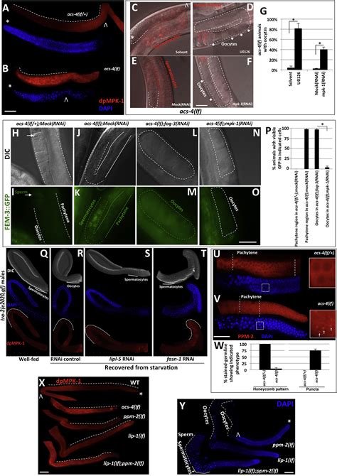 Fatty Acids Regulate Germline Sex Determination Through Acs 4 Dependent Myristoylation Cell
