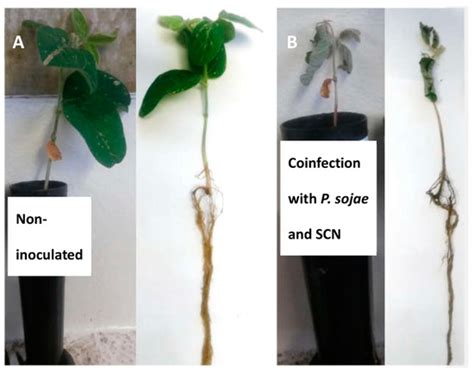Plants Free Full Text Examining The Interaction Between Phytophthora Sojae And Soybean Cyst