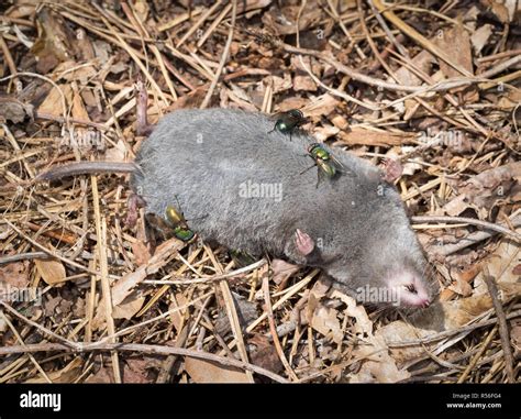 Northern Short Tailed Shrew