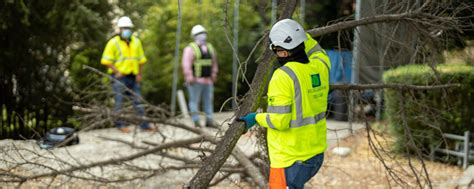 Essential Tree Trimming Work Around Power Lines Continues Energized By Edison